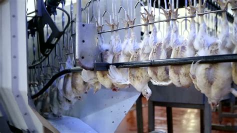 133 Chicken Processing Plants Stock Videos Footage And 4k Video Clips Getty Images