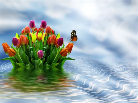 Gratis Billeder Blomster Blomst Tulipaner Vand Forår Design