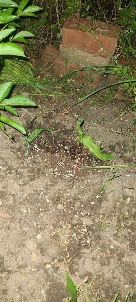 Help With Indoor And Outdoor Lily Of The Valleys Rgardening