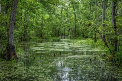 Premium Photo Southern Swamps Beautiful Swamp Natural Bog Marsh Mire