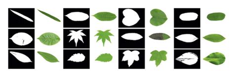 Examples Of U Net Segmentation On The Flavia Dataset Download