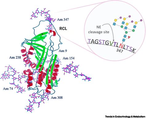 Corticosteroid Binding Globulin Cbg Spatiotemporal Distribution Of