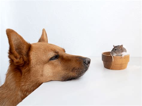 Waarom Eet Mijn Hond Een Rat Oorzaken En Preventietips