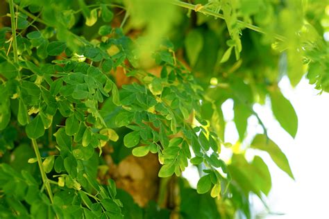 Moringa Tree