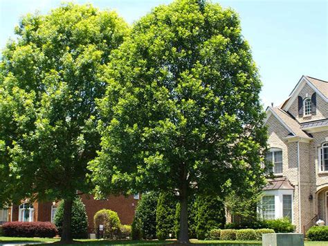 Ornamental Trees For Shady Areas Fast Growing Small Shade Trees