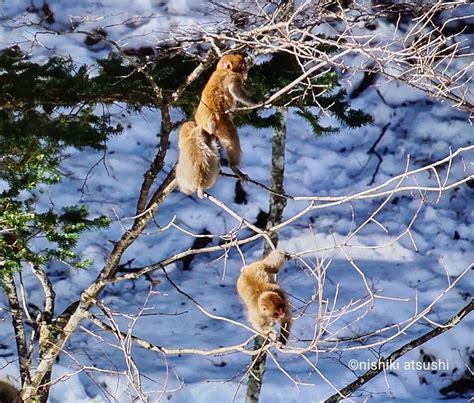 奥日光の猿の親子｜奥日光 Letter