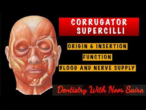 Corrugator Supercilli Muscle Simplified Origin Insertion