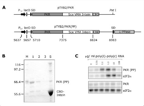 Cloning Expression And Purification Of Active Rna Activated Protein