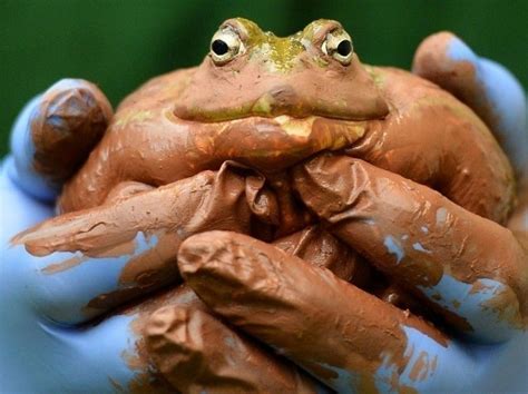 Happy Muddy Frog