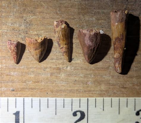 Five Triassic Phytosaur Teeth Fossils Appalachian Rock Arts