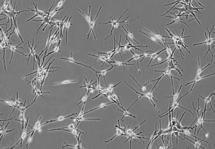 Zellkulturen Zelllinien Und Deren Einsatzmöglichkeiten Springerlink
