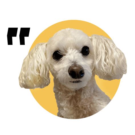 귀여운 소형견 종류 알아보기 소형견은 키우기 쉬울까 비마이펫 라이프