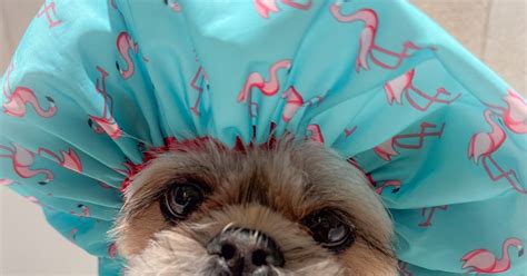 Adventures Of The Llb Gang Bath Time On Aaaw Monday