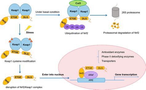 Nrf2keap1 Signaling Pathway Under Basal Conditions Nrf2 Binds To