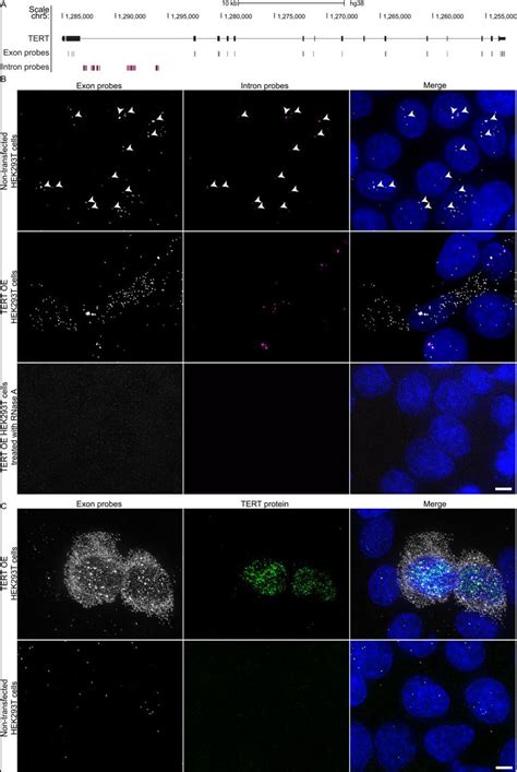 Tert Exon And Intron Single Molecule Rna Fish Smfish Probe Design And