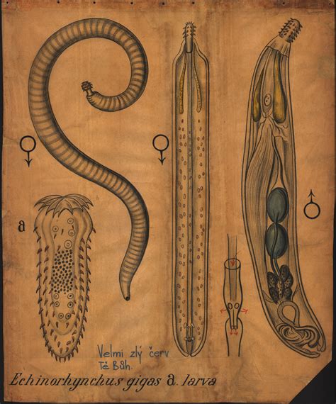 Phylum Acanthocephala Echinorhynchus Gigas Larva A Anonimo Free Download Borrow And