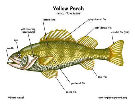 Yellow Perch Diagram Design Perched Diagram