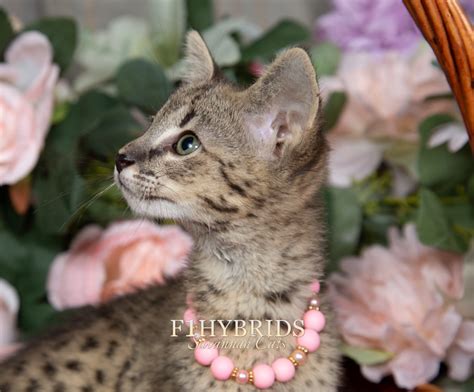 F2 Savannah Kitten Zahara