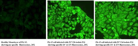 Confirmation Of Pcv2 Isolates By Ifa Assay Pk15 Cells Infected With