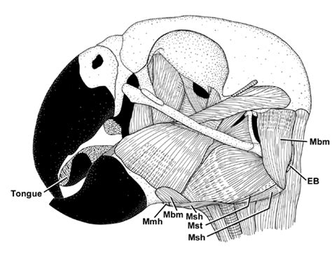 Avian Tongue Anatomy