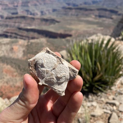 Fossils In The Grand Canyon At Karla Wade Blog