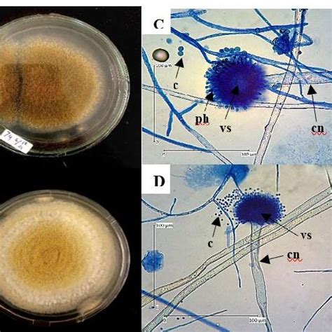 Macroscopic And Microscopic Morphology Scale Bars 100 µm Of