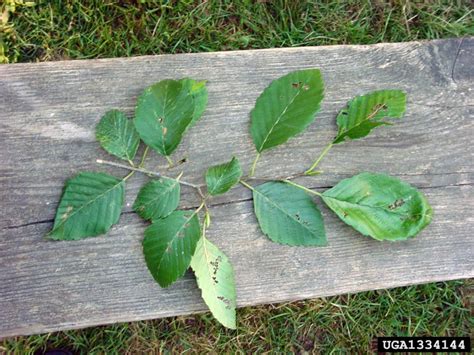 Red Alder Marion Swcd
