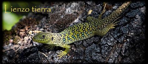 Lienzo Tierra Disfrutando Con Los Primillas