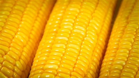 Premium Photo Corn With Skin Or Without Skin Isolated On White Background A Collection Of Corn