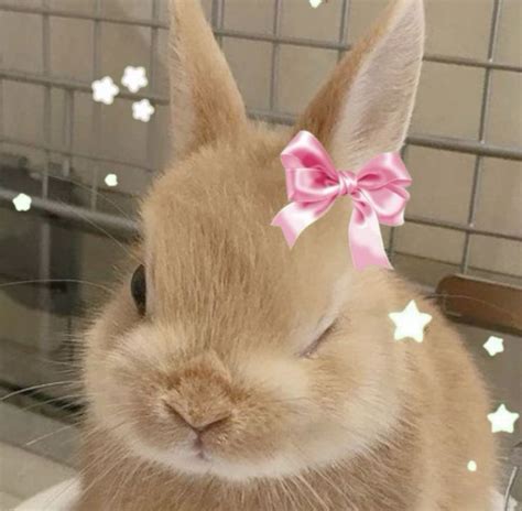 Conejito Con Un Lazo Rosa En La Cabeza
