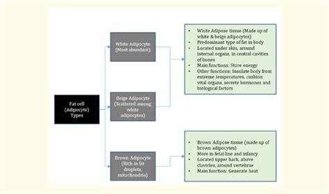 Different Types Of Adipose Tissues And Their Functions Download Scientific Diagram