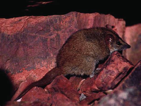 Pseudantechinus Macdonnellensis Basking During Passive Rewarming On An