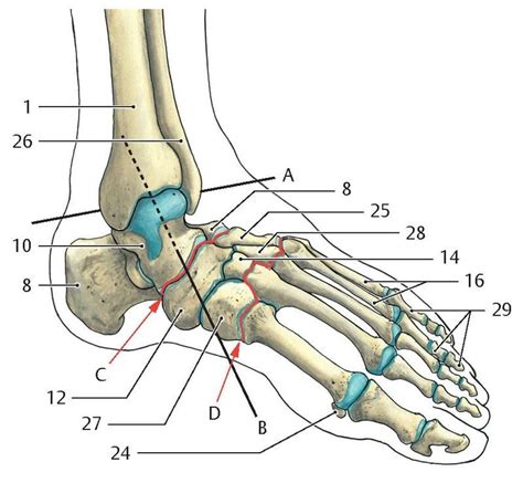Anatomy Of The Foot Bones Anatomy Of The Foot Ankle Orthopaedia