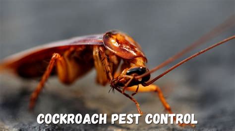 Cockroach Pest Control Say Goodbye To Roaches Today 🪳🚫 Ocg Pest