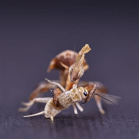 Ghost Mantis Care Information And Pictures Insect Keeper