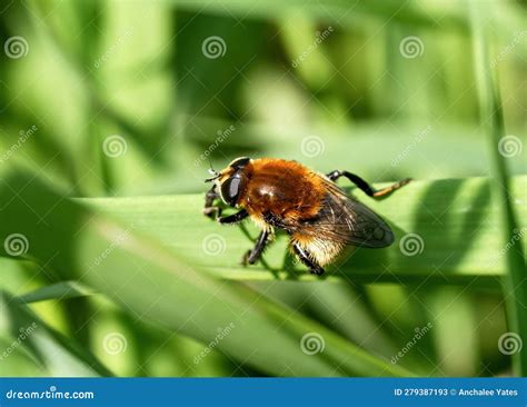 Exotic Drosophila Fruit Fly Diptera Insect On Green Grass Royalty Free
