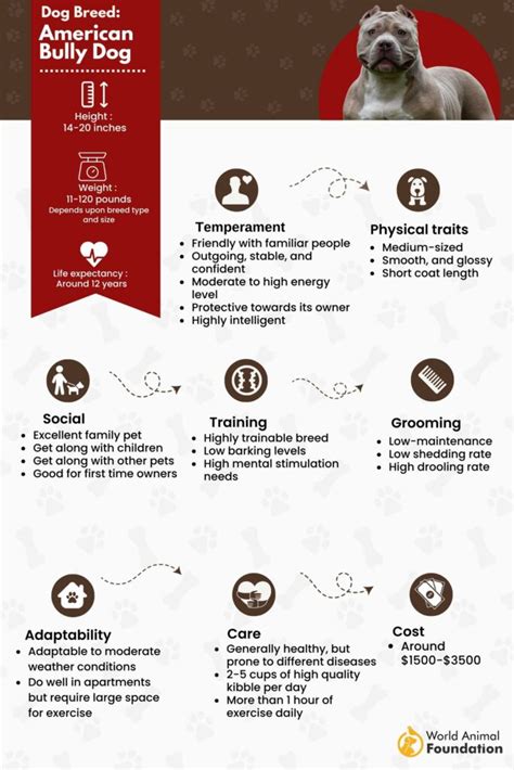 American Bully Temperament Photos Facts Of Companion American Bully Vs
