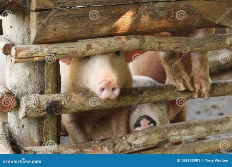Large Group Of Pigs Playing Together An Waiting To Be Fed In Their