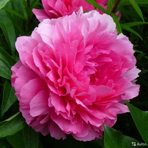 Саженец пиона Edwin C Bills Эдвин Ц Билз заказать в Нижнем Новгороде по цене 940 ₽ на