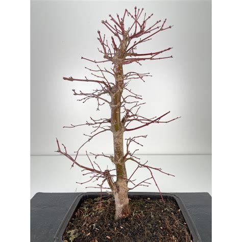 Japanese Maple ‚seigen‘ Care Guide For The Japanese Maple Bonsai Acer Palmatum Nzvkgj