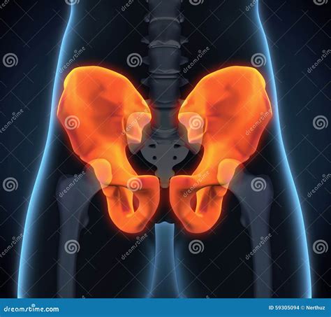 Hip Bone Anatomy Stock Illustration Illustration Of Orthopaedics