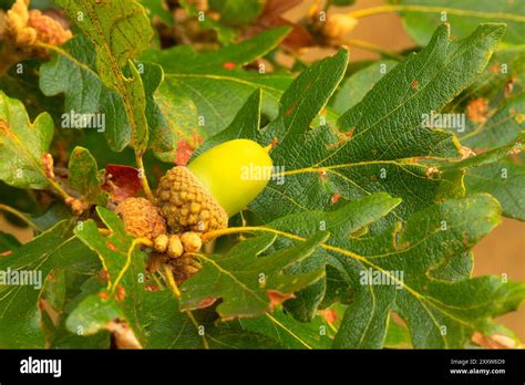 Oregon White Oak Quercus Garryana Acorn Along Rich Guadagno Memorial