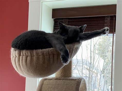 I Looked Over And Mouse Was Asleep In His Nest Catsoftwitter Cute R Butterjack