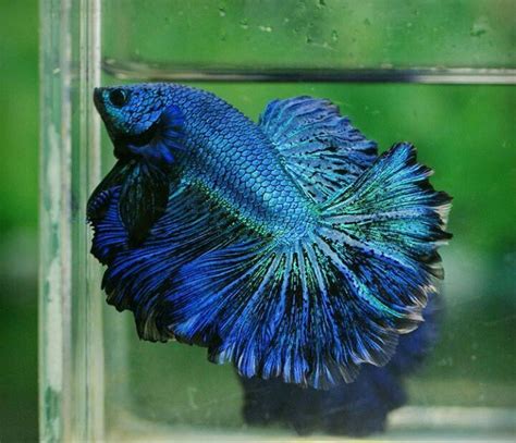 Beta Fish Tropical Fish Betta Betta Fish