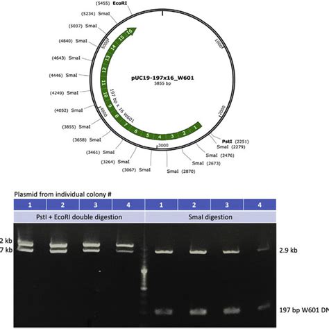 Verification The Plasmids After Transformation A A Diagram Of The