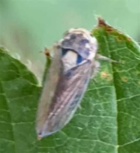 Macropsis Scotti Insect Vectors Of Plant Disease