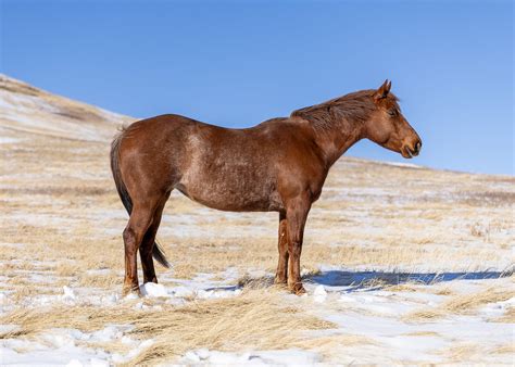 Hickory Habit Cash Horse Sale