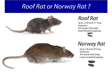 How To Get Rid Of Rats Do It Yourself Pest Control