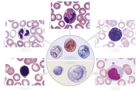 Leukocytes Diagram Quizlet