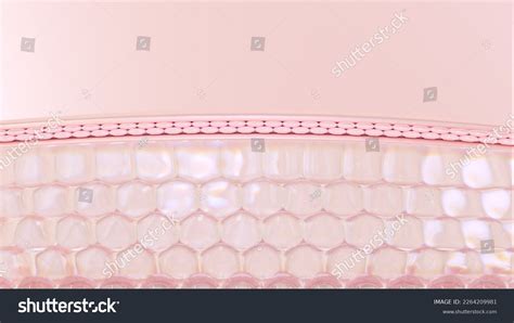 3d Rendering Layers Skins Microstructure Cosmetics Stock Illustration